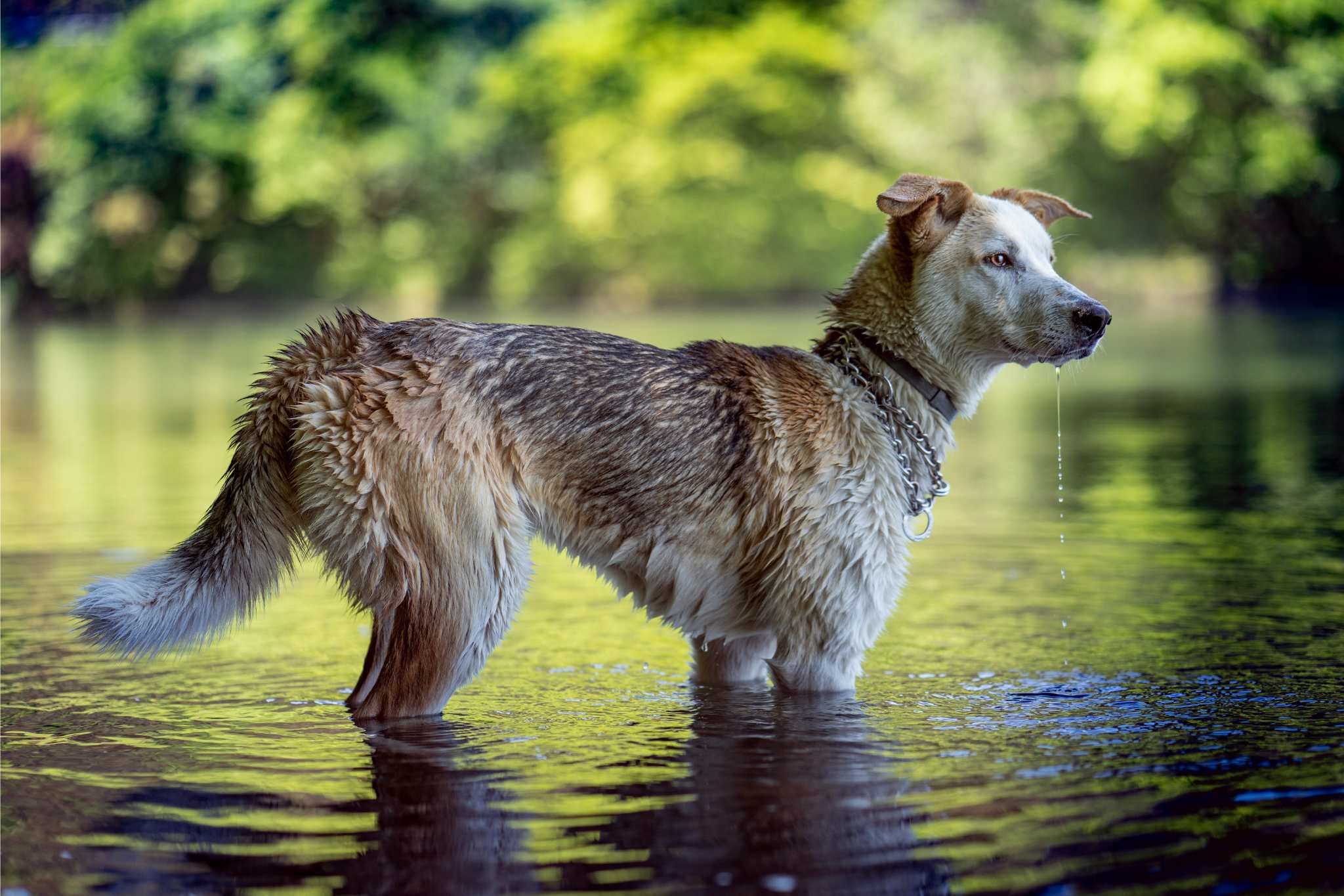 Oásis: sombra, água fresca e tranquilidade para peludos e seus tutores ...