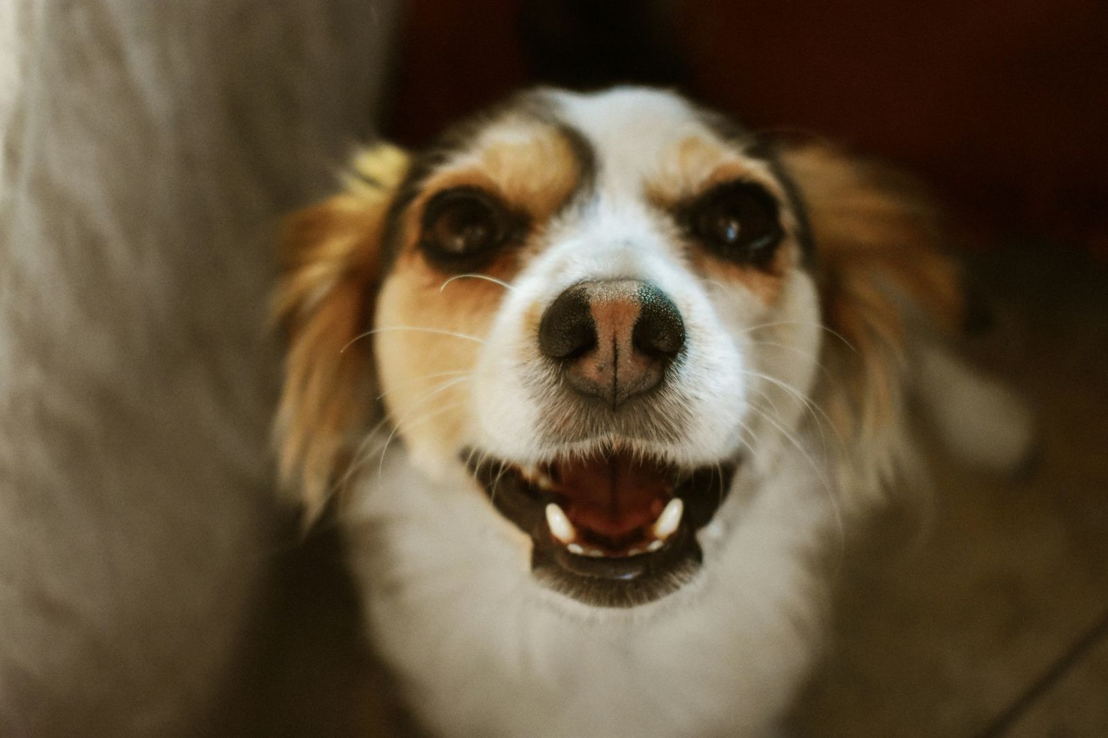 O melhor de cada fase, de cada idade! – Weasy