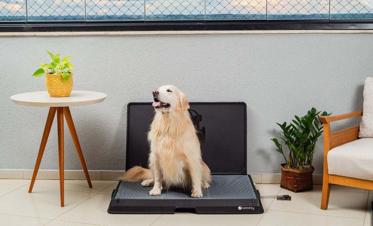 Banheiro Inteligente para Cachorro | Weasy