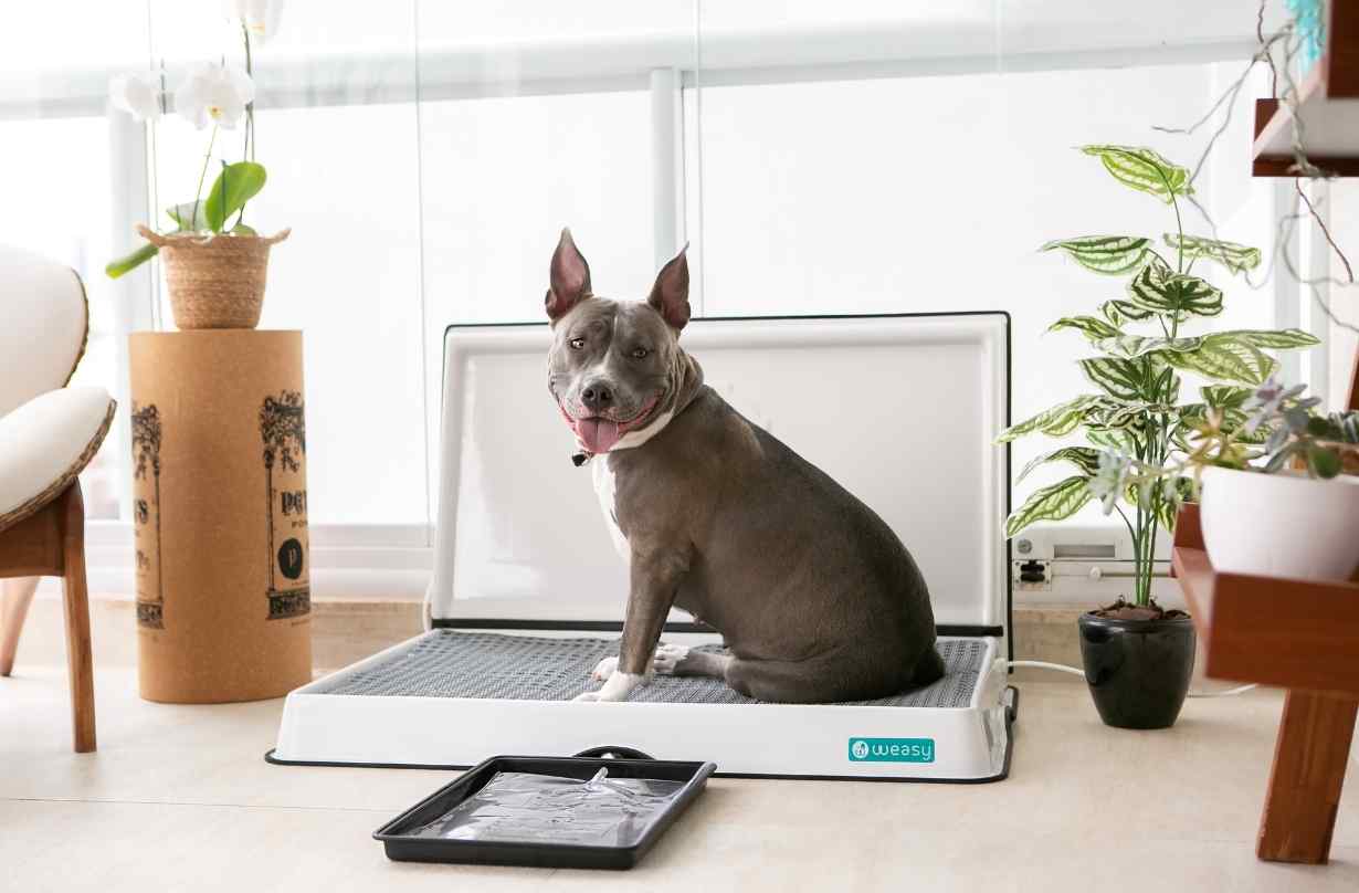 Banheiros Inteligentes para Cachorro, Gato e Coelho | Weasy